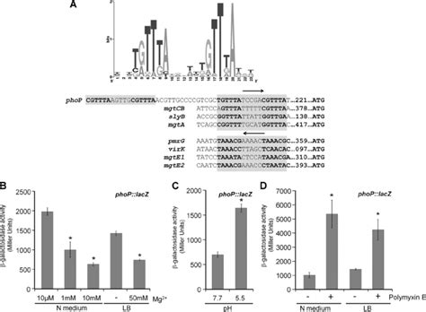 A Phop Binding Sites In Serratia Marcescens Genome A Consensus Motif