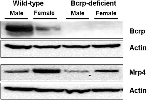 Sex Dependent Disposition Of Acetaminophen Sulfate And Glucuronide In