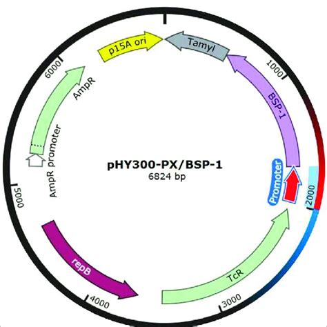 Illustration Of Phy300 Px Bsp 1 Where The Promoter Sequence Can Be
