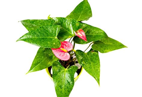 Anthurium Greenland Nursery Chennai