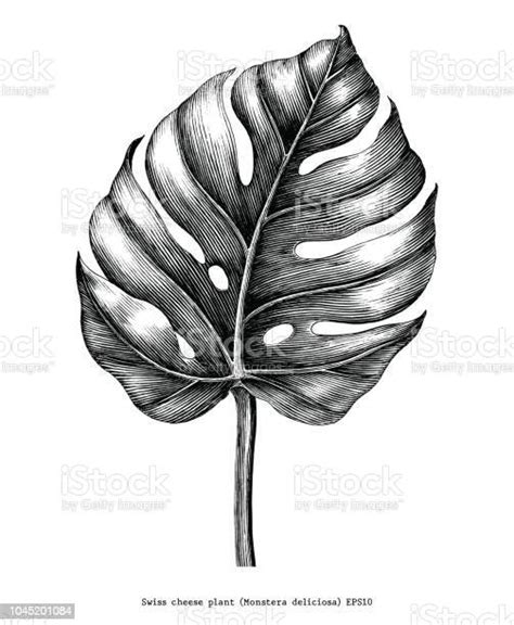 Monstera 잎 손으로 그리는 빈티지 조각 클립 아트 흰색 배경에 고립 골동품에 대한 스톡 벡터 아트 및 기타 이미지