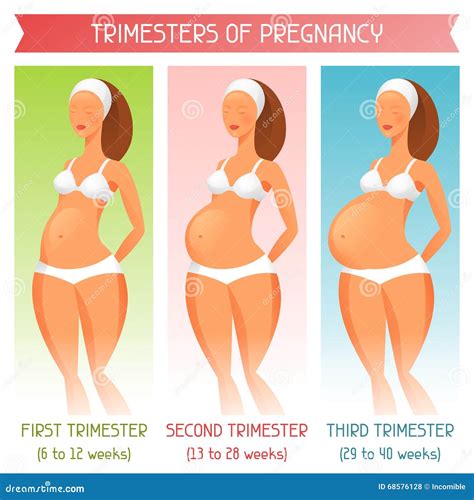 Trimesters Of Pregnancy Illustration For Websites Magazines And