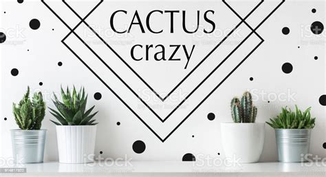다른 냄비에 다양 한 선인장과 Succulent 식물의 컬렉션입니다 백색 선반에 화분된 선인장 하우스 식물입니다 현대