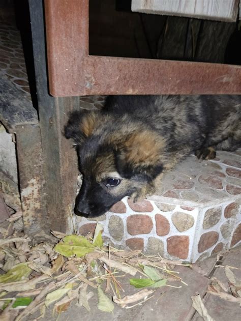 чья собачка возле юноны бегает анонимно 2025 Подслушано Первомайский ВКонтакте