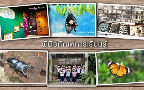 My Doi Suthep National Park ชื่อไทย นกเขียวก้านตองปีกสีฟ้า ตัว