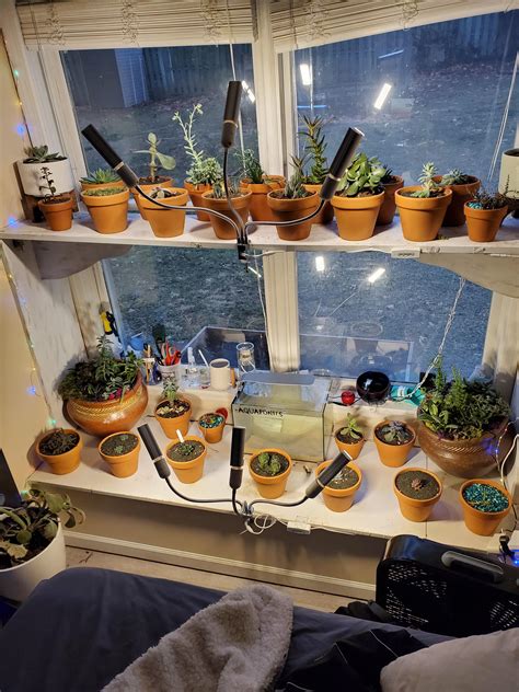 Succulent Collection Of 2019took Me Over A Year To Build Rsucculents