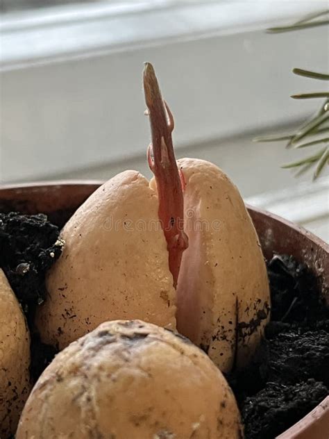 Germination Of An Avocado Tree In A Pot Beautiful Background Stock