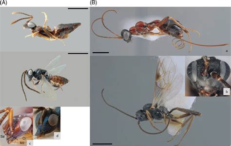 Beyond Sex Allocation The Role Of Mating Systems In Sexual Selection In Parasitoid Wasps Pmc
