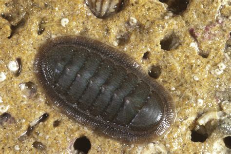 Cucaracha De Mar Recetas Cómo Prepararlas Y Más