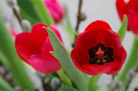 Tulipe Fleur Photo Gratuite Sur Pixabay Pixabay