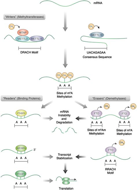 The Role Of Rna Epitranscriptomics And The Rna Fat Mass And Obesity