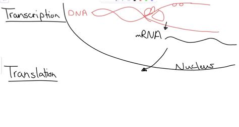 Solved Question 1 1 1 Name This Process Dna Mrna 1 2 Name This Process Single Stranded