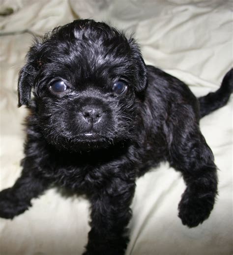 Pugapoo Puppies