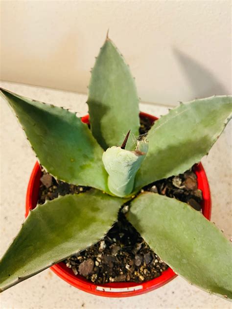 Buy Agave Gypsophila Ivory Curls Succulents Online