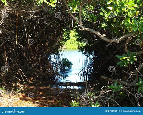 Mysterious Mangrove Passage Stock Image Image Of Sunlight Green