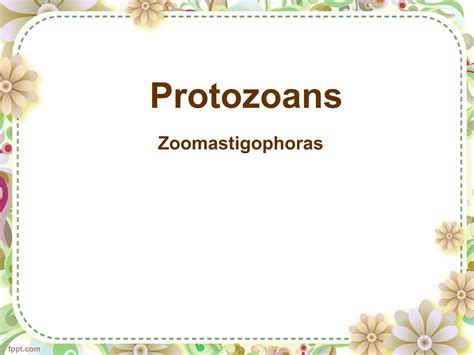 Classification Of Protozoa Ppt