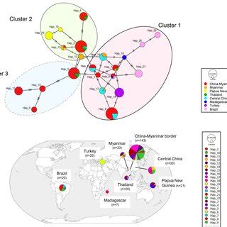 Haplotype Network Of Pvs230 Between Eight Geographically Diverse