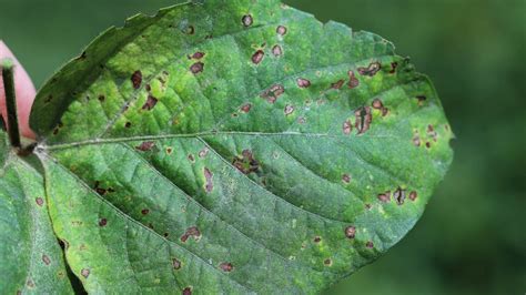 How To Identify Treat And Prevent Cercospora Leaf Spot