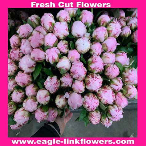 Carnations Vs Peonies Are Fresh Cut Carnations A Cheaper Stress Free