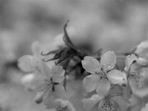 雨の雫 By Kitune （id：11671981） 写真共有サイトphotohito