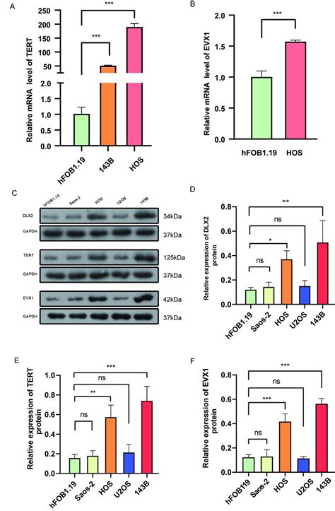 Validation Of The Critical DEBRGs In The Signature A B QRT PCR Is