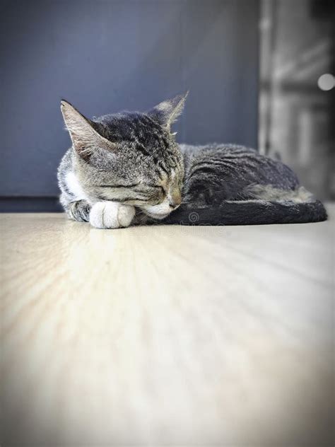 Cute Cat Sleeping Positions Stock Image Image Of Funnt Slee 259272325