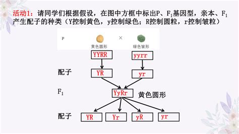 12 孟德尔从两对相对性状的杂交实验中总结出自由组合定律课件（共22张ppt） 2023 2024学年高一生物（浙科版2019必修2）21