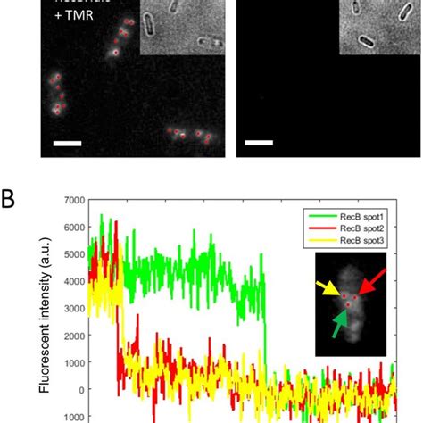 Single Molecule Detection Of A Low Abundance Protein A Download