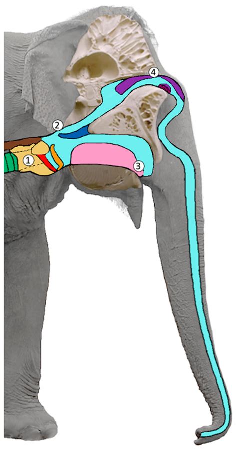 Sound Visualization Demonstrates Velopharyngeal Coupling And Complex