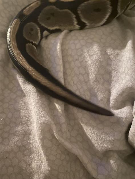 Is My Ball Python Male Or Female Based On The Tail Assumed Female As