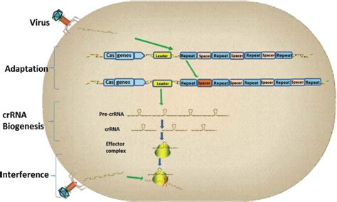 The Three Stages Of Crispr Interference Download Scientific Diagram