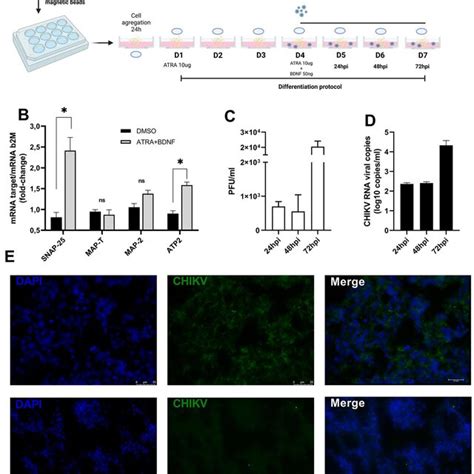 Apoptosis Induced By Chikv Infection A Transmission Electron Download Scientific Diagram