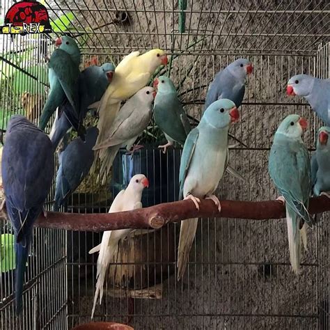 Ring Neck Encante se Nossos Adoráveis Filhotes à Venda Compre o Seu Agora
