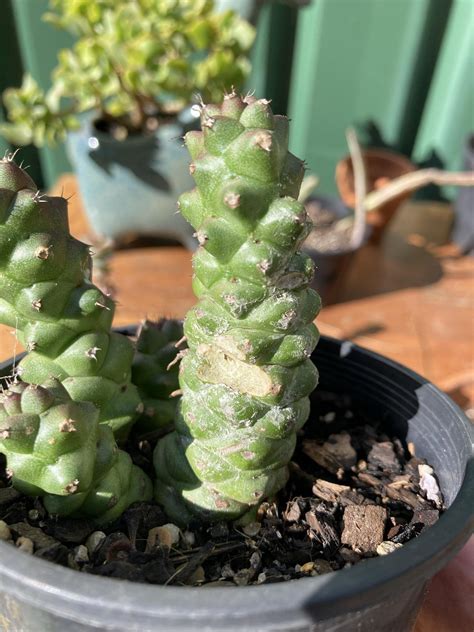 Help With What Is Eating My Succulent And What The Succulent Is Called