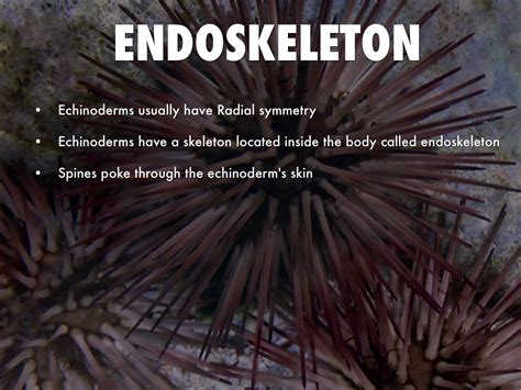 echinoderms by kaden buckingham