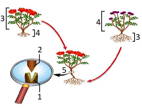 Задание №13675 Установите соответствие между названиями и характеристиками и структурами