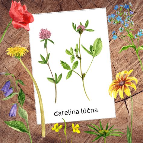 Lúčne kvety a trávy kartičky Prírodoveda UčiteliaUčiteľom sk