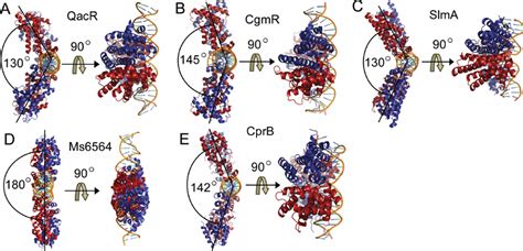Comparison Between The Structures Of Dna Binding Proteins From Tetr Ftr