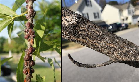 Scale Insects On Trees Entomology Today