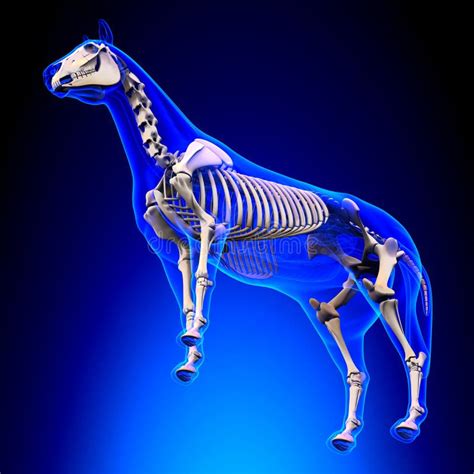 Pferdeskelett Pferdequus Anatomie Auf Blauem Hintergrund Stock