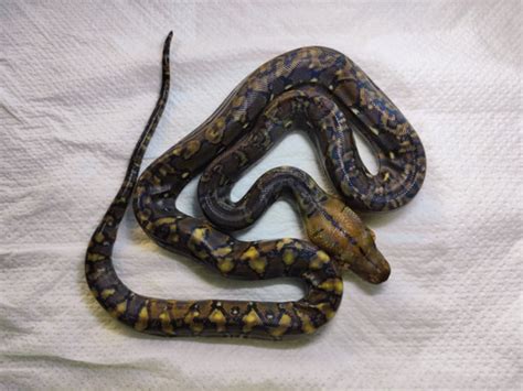 Marble Dh Purple Anthrax Reticulated Python By Reptileskingdom