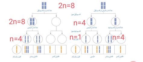 تدریس تست ها زیست شناسی یازدهم تجربی کنکور آکادمی امروز