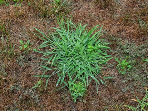 Quackgrass Identification