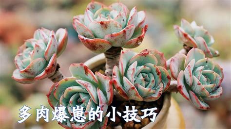 多肉爆崽爆头的小技巧不打药不施肥单头多肉轻松变多头 家居 园艺 好看视频