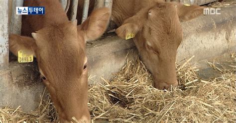새만금 간척지 갈대 수확 한창 소 먹이로 안성맞춤