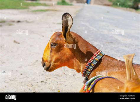 Close Up Of The Barbari Goat Eating Grass In Farm Goat Grazing In Farm