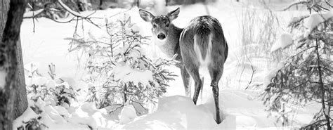 La Chasse Behance