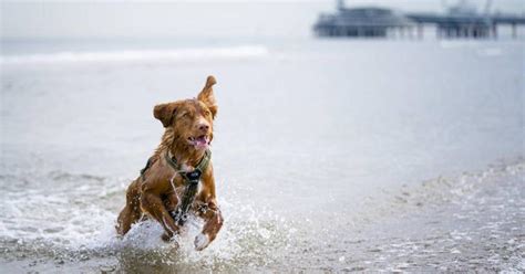 Eghcue2y Fred De Jonge