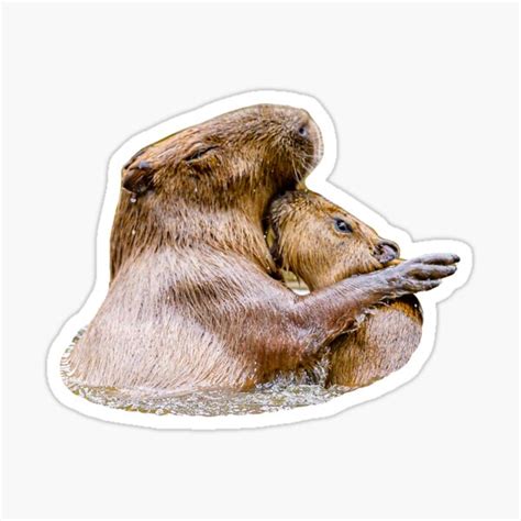 Cuddles With Mummy Capybara Sticker For Sale By Dalyn Redbubble