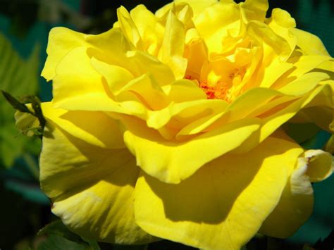 Роза флорибунда Фрезия (Friesia) (Rose floribunda Friesia) - описание ...